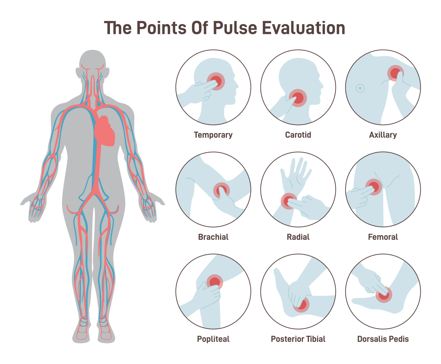 Unlock The Power Of Pulse Points And Essential Oils